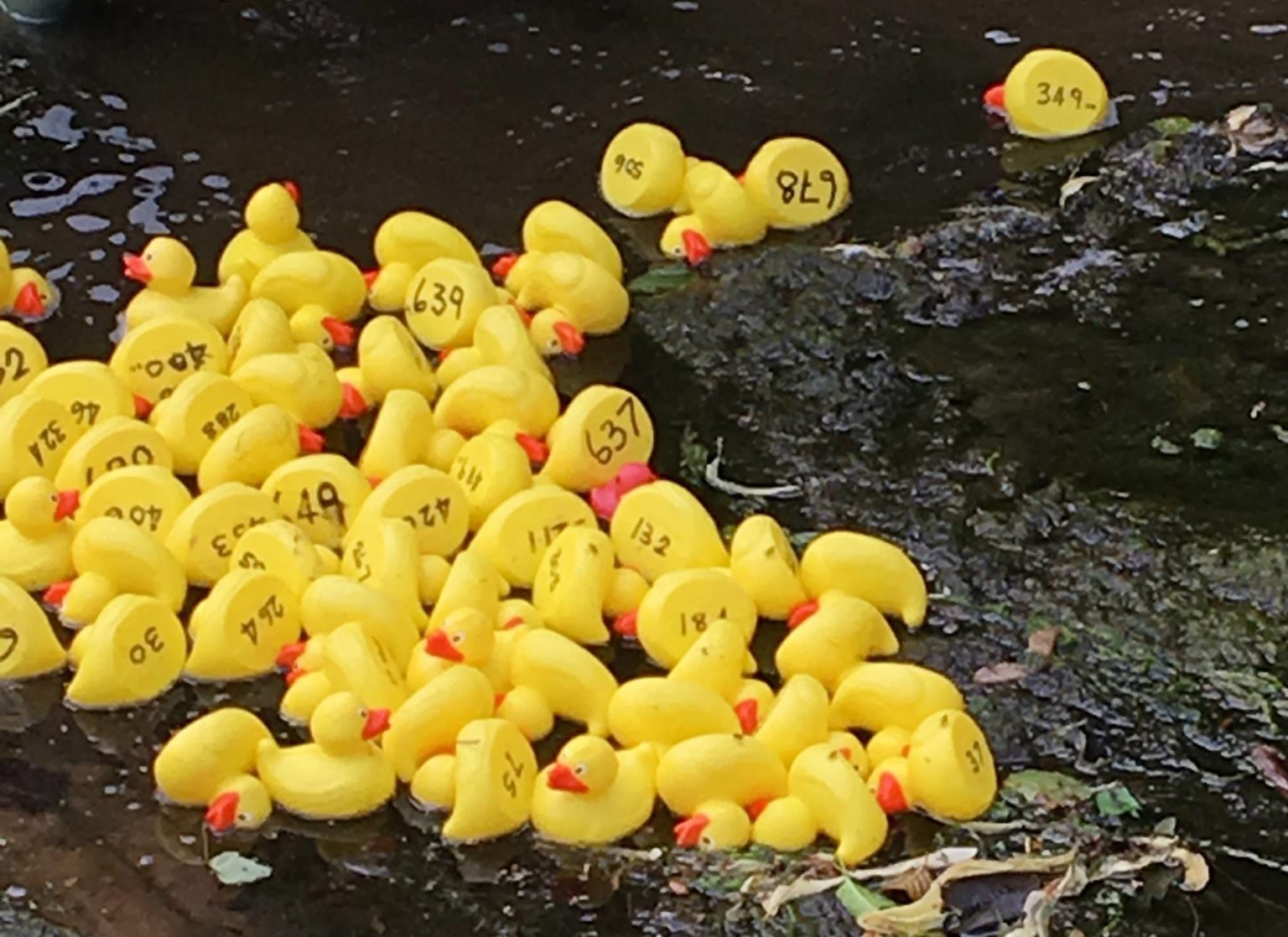 Annual Duck Race - Thoresby Park